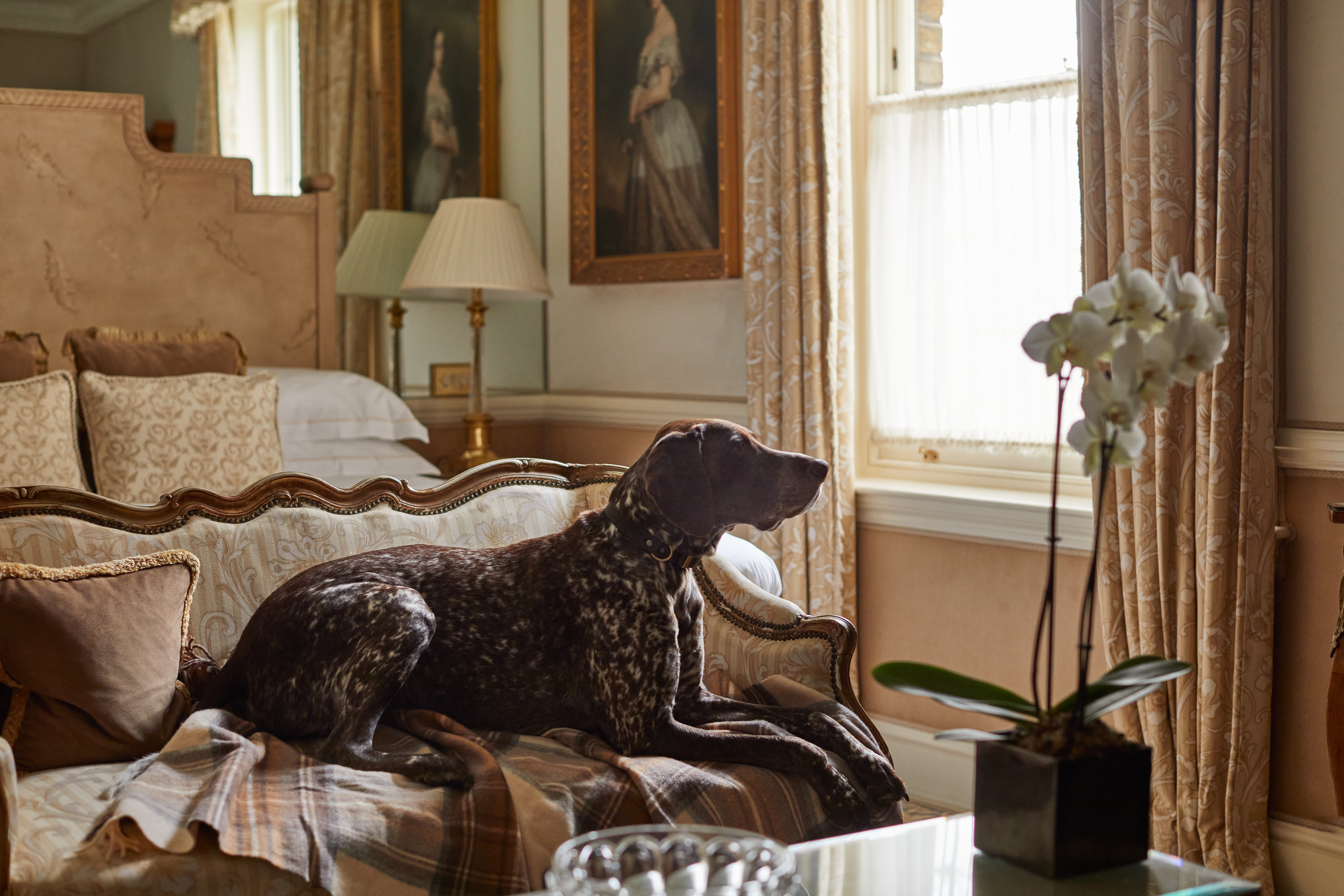 The Egerton House Hotel - Doggy Afternoon Tea Paw-trait